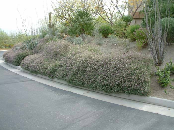 Dalea greggii - Trailing Indigo Bush | PlantMaster