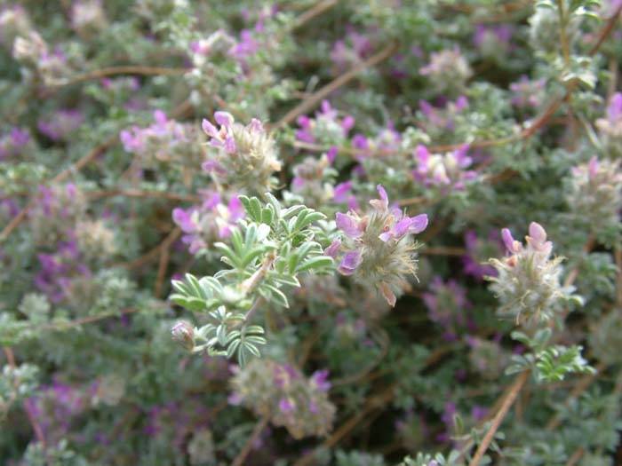 Dalea greggii - Trailing Indigo Bush | PlantMaster