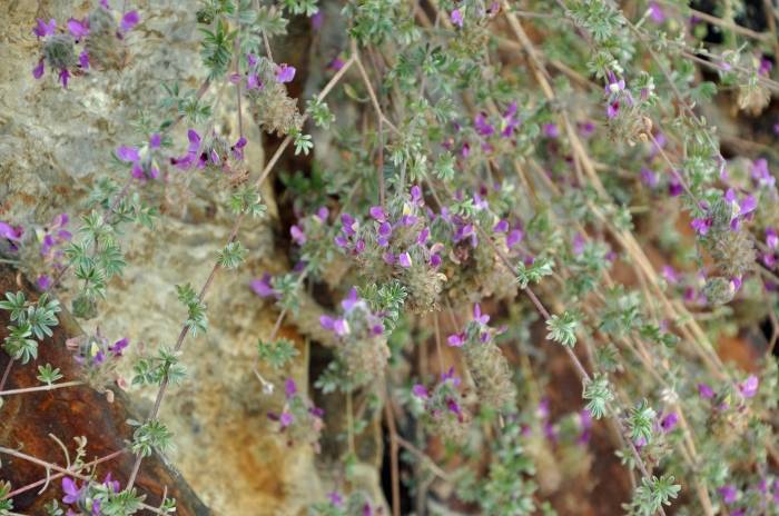 Dalea greggii - Trailing Indigo Bush | PlantMaster