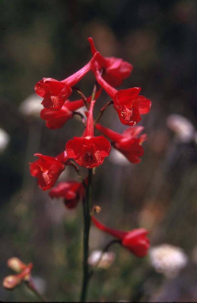 Delphinium cardinale - Scarlet Larkspur, Red Delphinium | PlantMaster