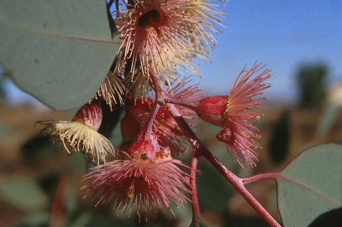 Eucalyptus sideroxylon 'Rosea' - Red Ironbark | PlantMaster