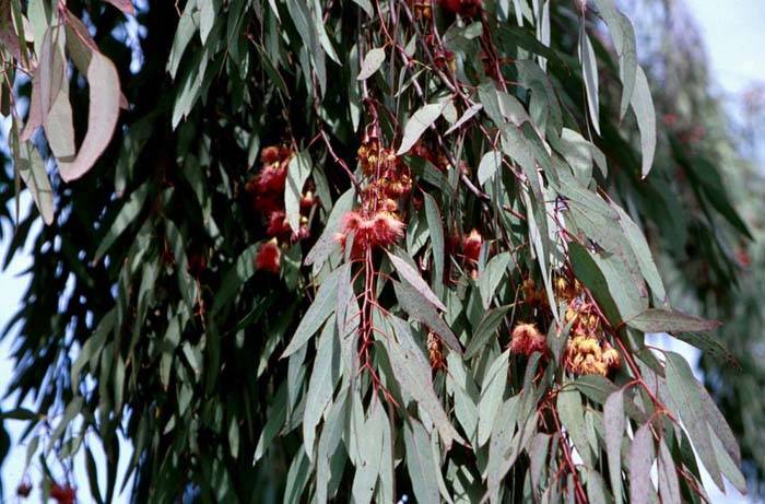 Eucalyptus sideroxylon 'Rosea' - Red Ironbark | PlantMaster