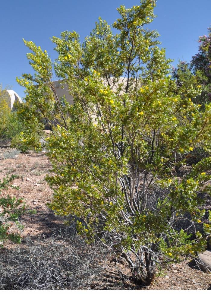 Larrea tridentata - Creosote Bush | PlantMaster