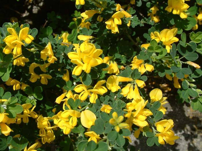 Genista spachiana - Sweet Broom | PlantMaster