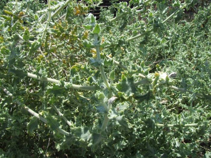 Hyptis emoryi - Desert Lavender | PlantMaster