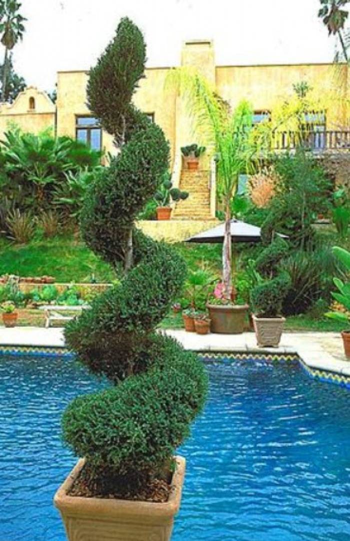 Spiral Juniper Shrub