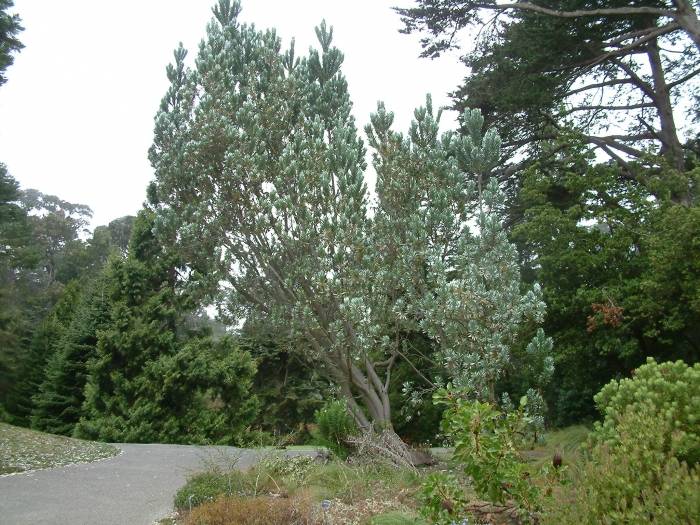 Leucadendron argenteum - Silver Tree | PlantMaster