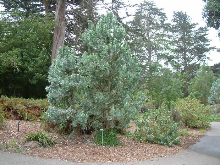 Leucadendron argenteum - Silver Tree | PlantMaster