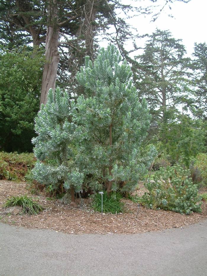 Leucadendron argenteum - Silver Tree | PlantMaster
