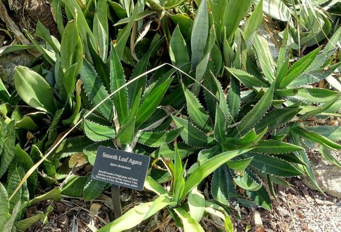 Agave desmetiana - Smooth Agave | PlantMaster