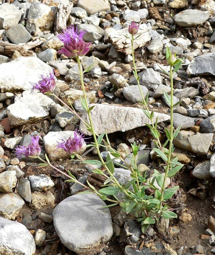 Monardella odoratissima - Mountain Pennyroyal | PlantMaster