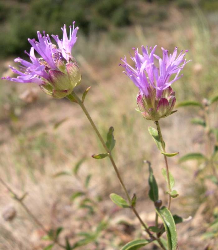 Monardella odoratissima - Mountain Pennyroyal | PlantMaster