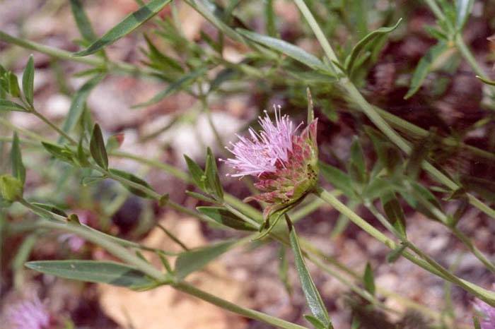 Monardella odoratissima - Mountain Pennyroyal | PlantMaster