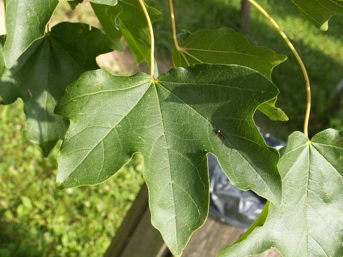 Acer campestre - Hedge Maple | PlantMaster