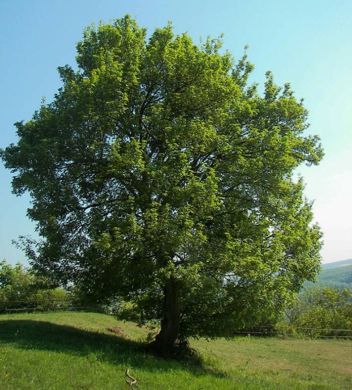 Acer campestre - Hedge Maple | PlantMaster