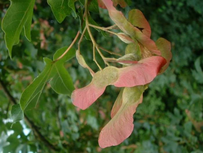 Acer campestre - Hedge Maple | PlantMaster