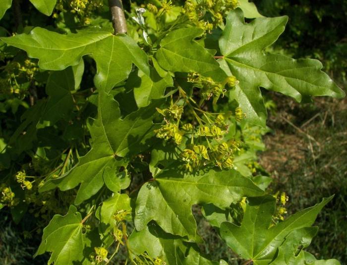 Acer campestre - Hedge Maple | PlantMaster