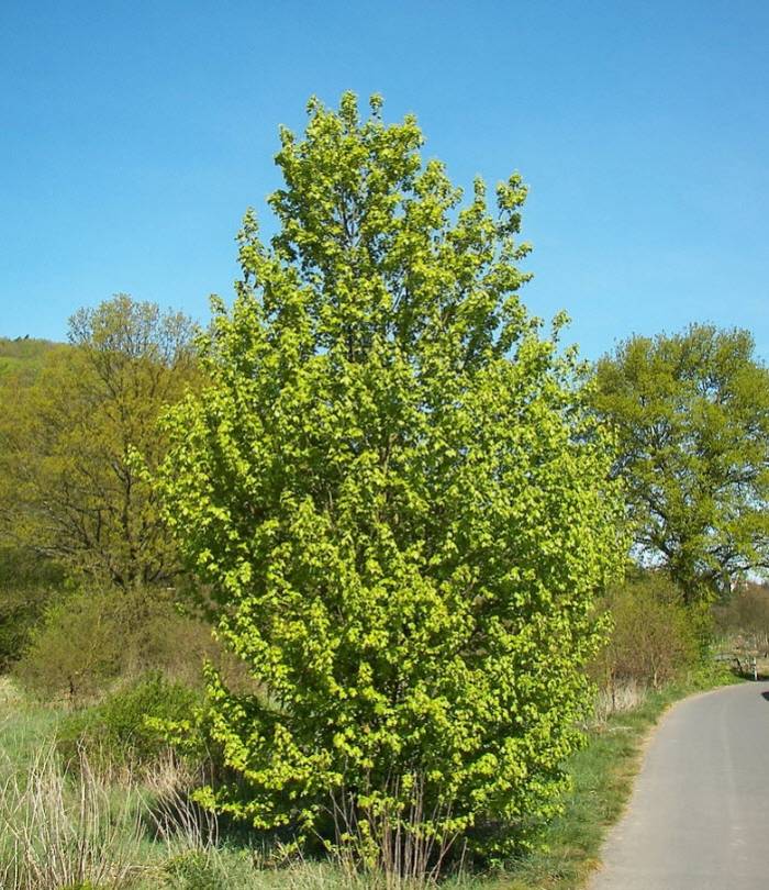Acer campestre - Hedge Maple | PlantMaster