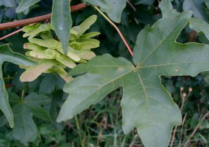 Acer campestre - Hedge Maple | PlantMaster