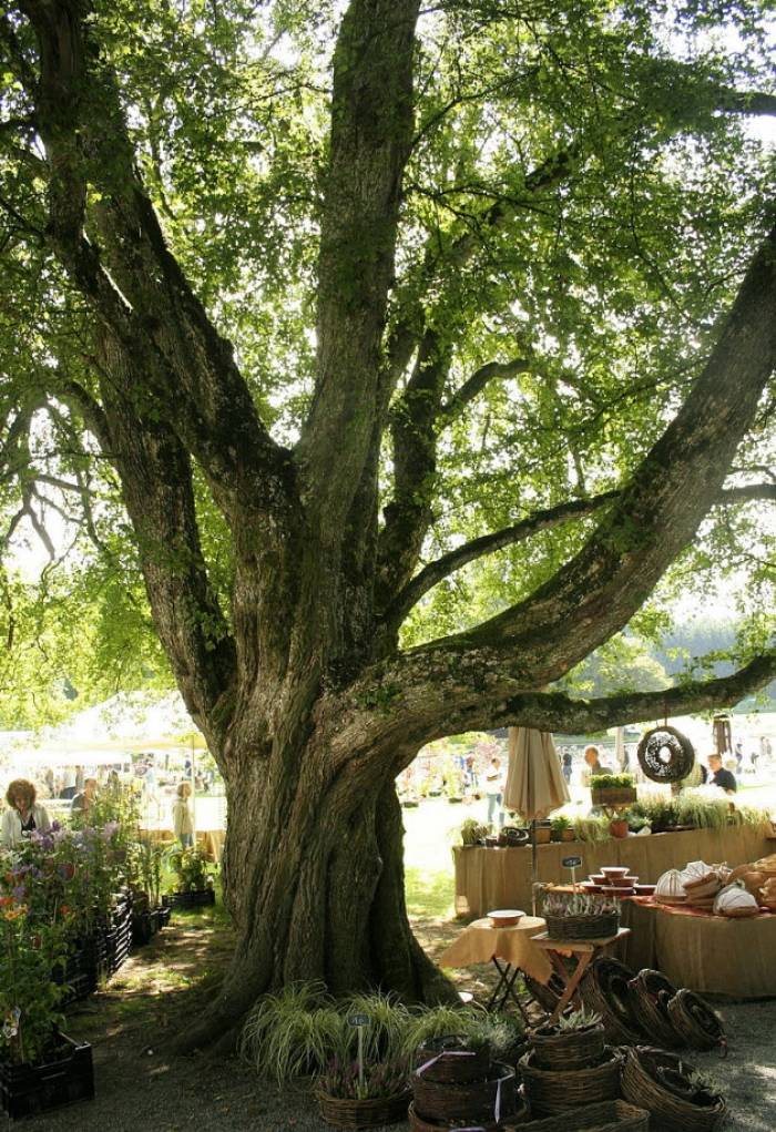 Acer campestre - Hedge Maple | PlantMaster