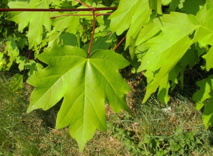 Acer campestre - Hedge Maple | PlantMaster