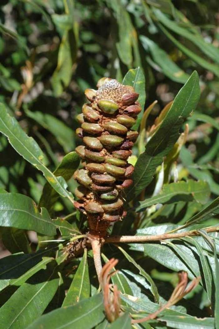 Banksia integrifolia - Coast Banksia | PlantMaster