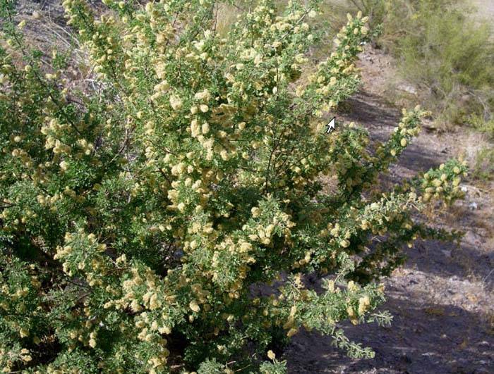 Acacia greggii - Catclaw Acacia | PlantMaster