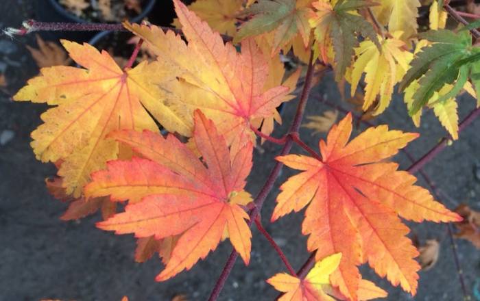 Acer sieboldianum - Siebolds Maple | PlantMaster