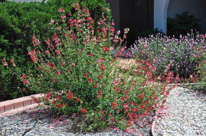 Salvia greggii 'Furman's Red'