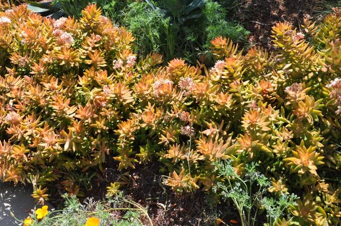 Sedum nussbaumerianum - Orange Stonecrop | PlantMaster