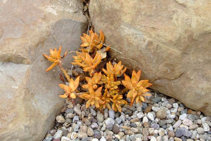 Sedum nussbaumerianum - Orange Stonecrop | PlantMaster