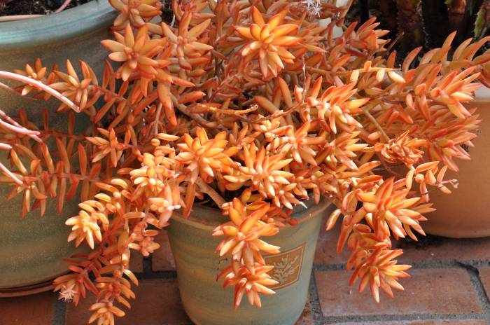 Sedum nussbaumerianum - Orange Stonecrop | PlantMaster