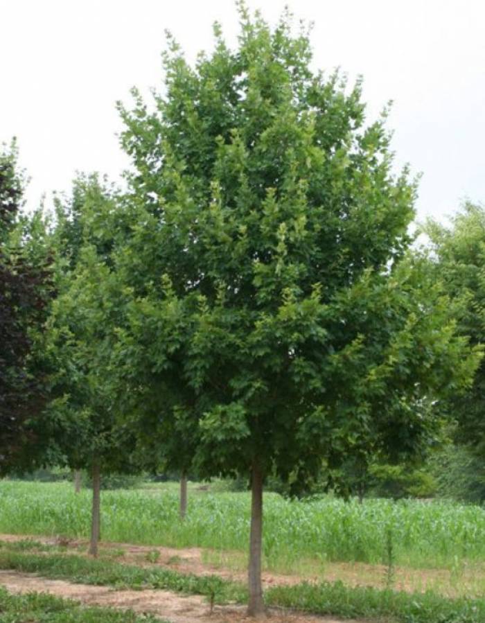 Galho Acer Saccharum