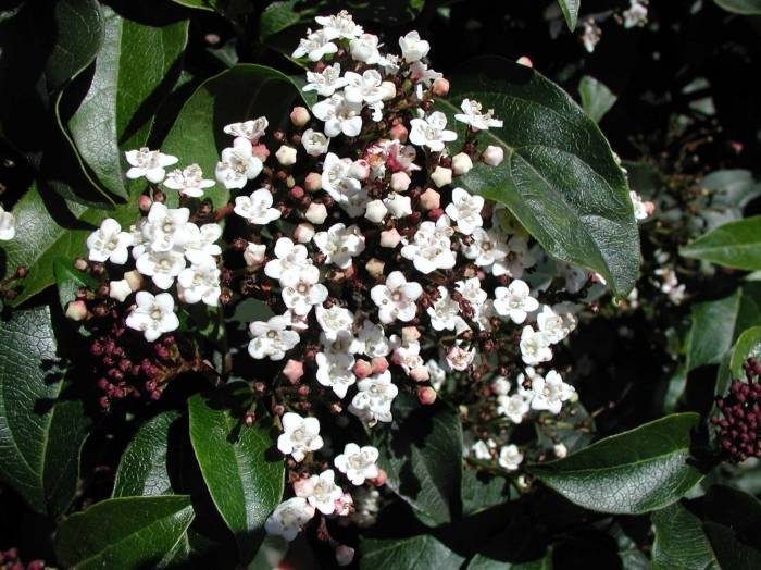 Viburnum Tinus Compactum