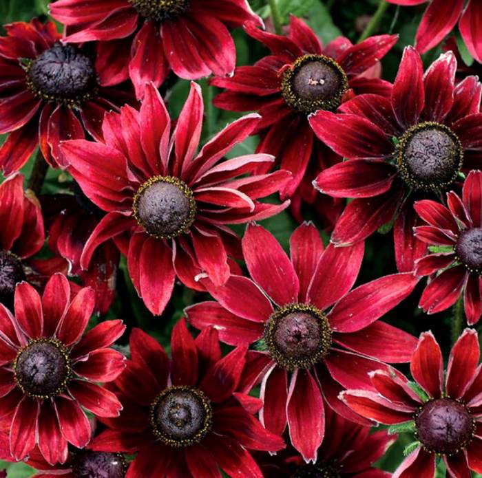 Gazania 'Burgundy' - Fiesta Red Gazania | PlantMaster