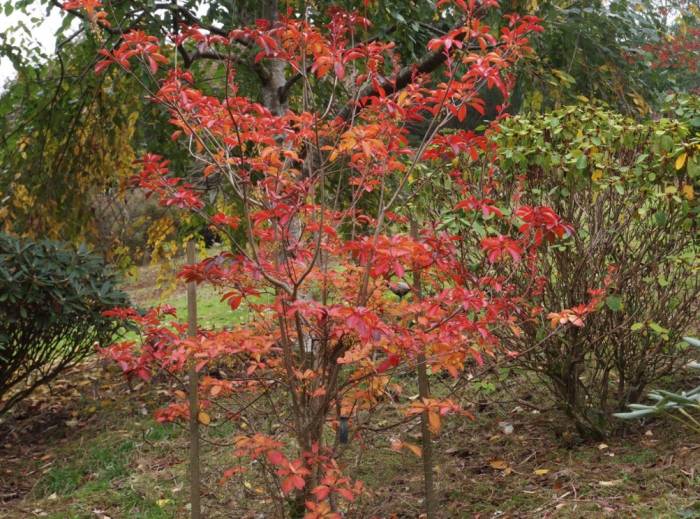 Enkianthus cam. 'Albiflorus' - Enkianthus | PlantMaster