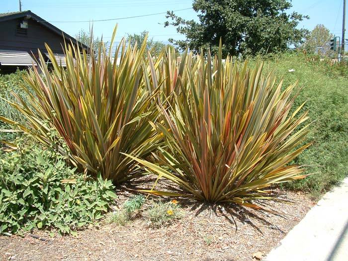 Phormium 'Firebird' - New Zealand Flax | PlantMaster