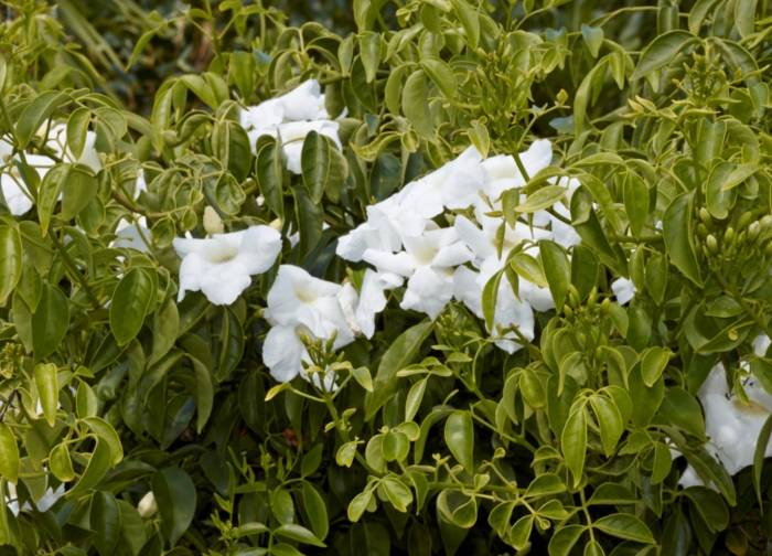 Pandorea jasminoides 'Lady Di' - Lady Di Bower Vine | PlantMaster