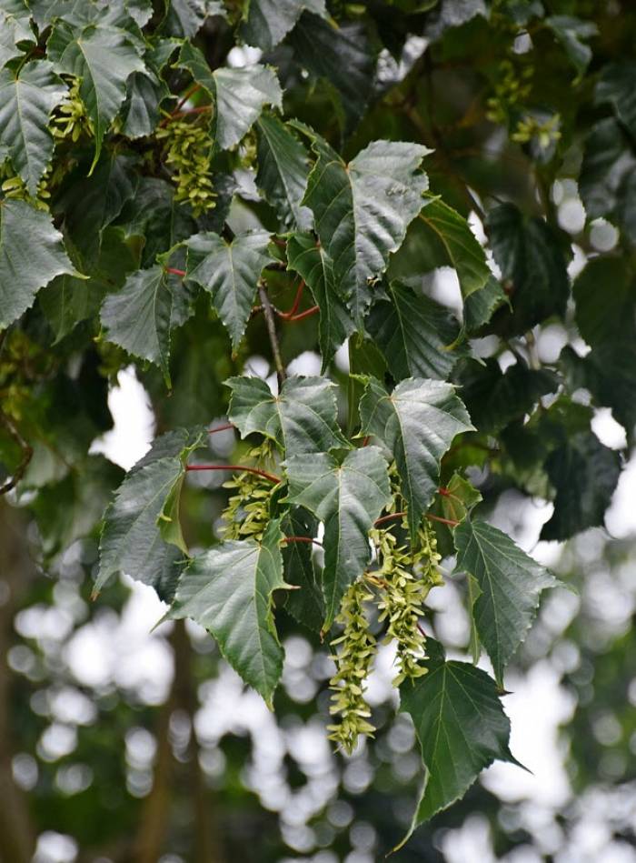 Acer davidii - David's Maple | PlantMaster