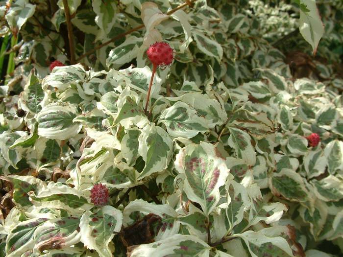 Cornus florida 'Welchii' - Tricolor Dogwood | PlantMaster