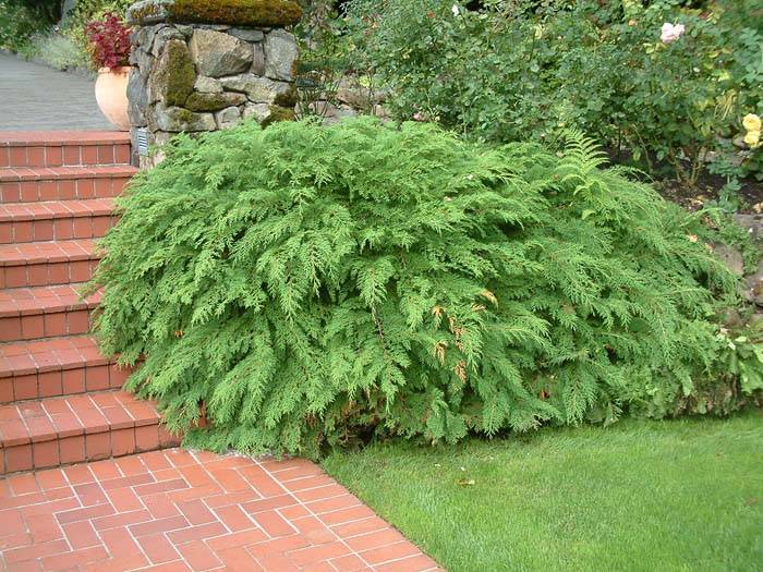 Microbiota decussata - Siberian Carpet Cypress | PlantMaster