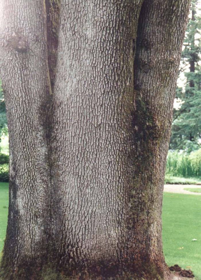 Quercus Garryana Bark