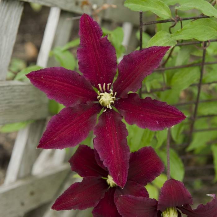 Clematis 'Niobe' - Niobe Clematis | PlantMaster