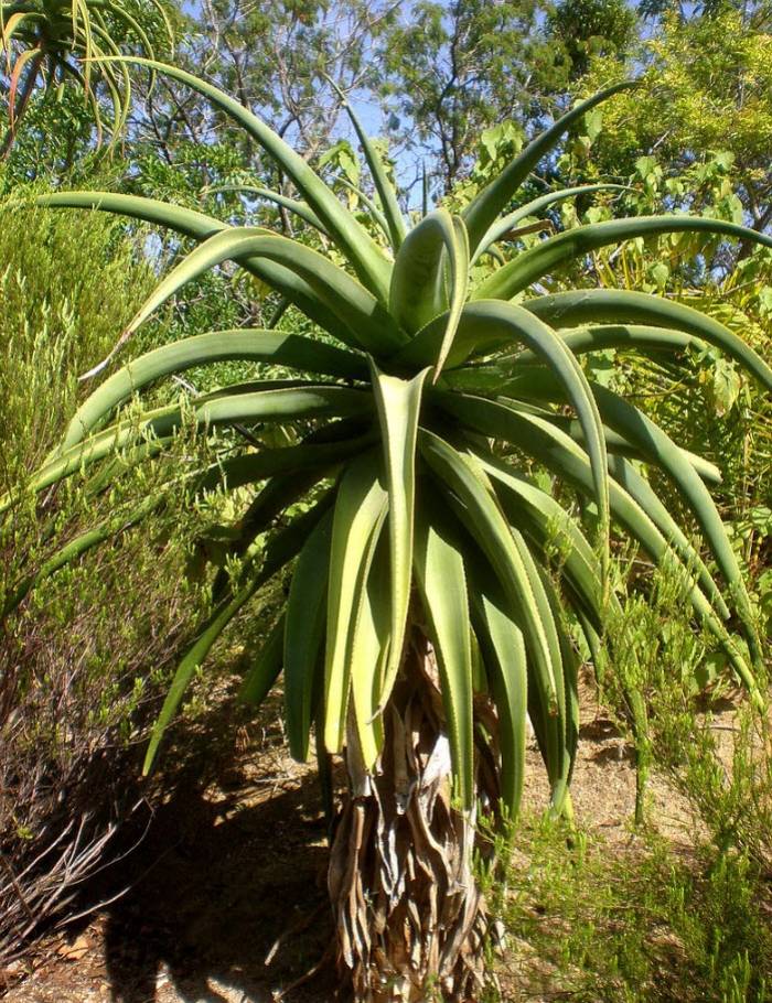Aloe thraskii - Coast Aloe | PlantMaster