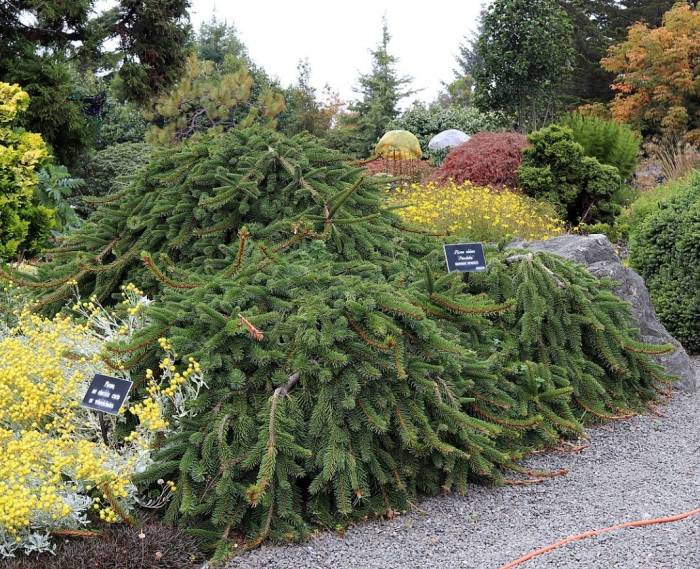 Pendula Weeping Norway Spruce Picea Abies 'Weeping Blue'