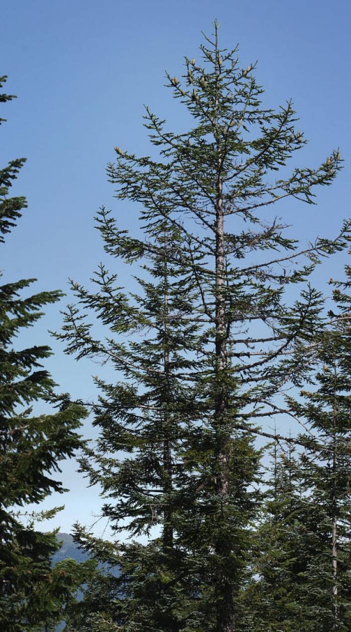 Abies procera - Noble Fir | PlantMaster