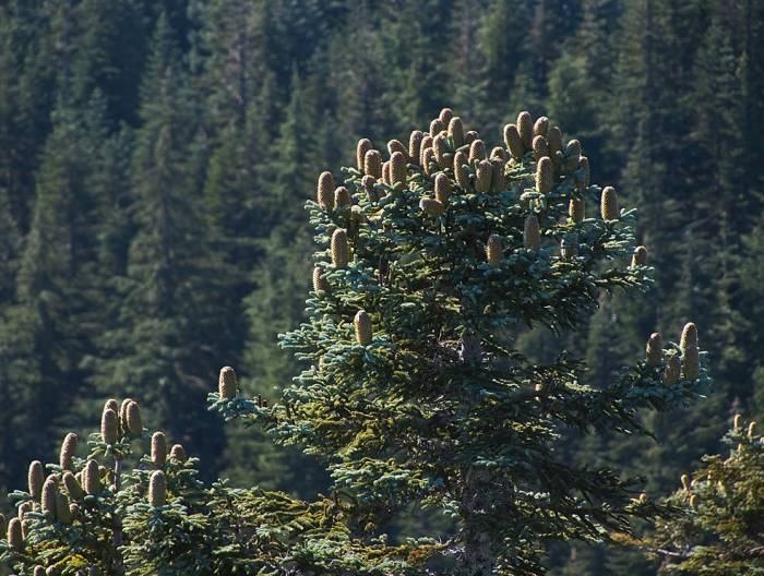 Abies procera - Noble Fir | PlantMaster