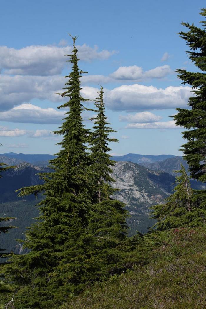 Mountain Hemlock Mountain Hemlock Tsuga Mertensiana 100 Seeds – R&B