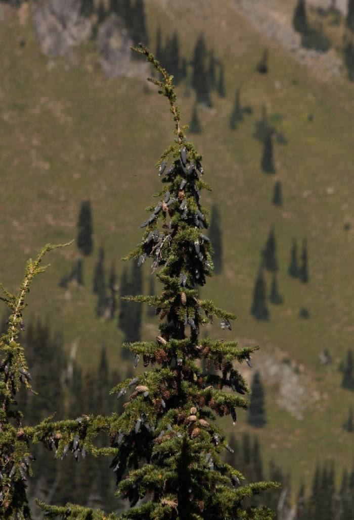 Tsuga mertensiana - Mountain Hemlock | PlantMaster