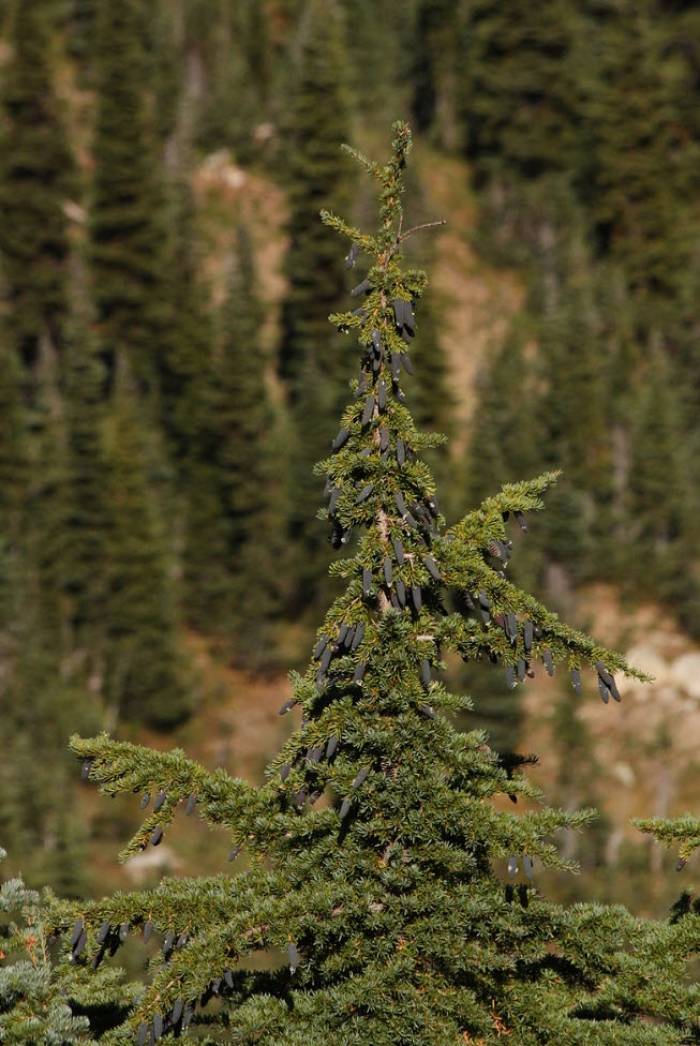 Tsuga mertensiana - Mountain Hemlock | PlantMaster